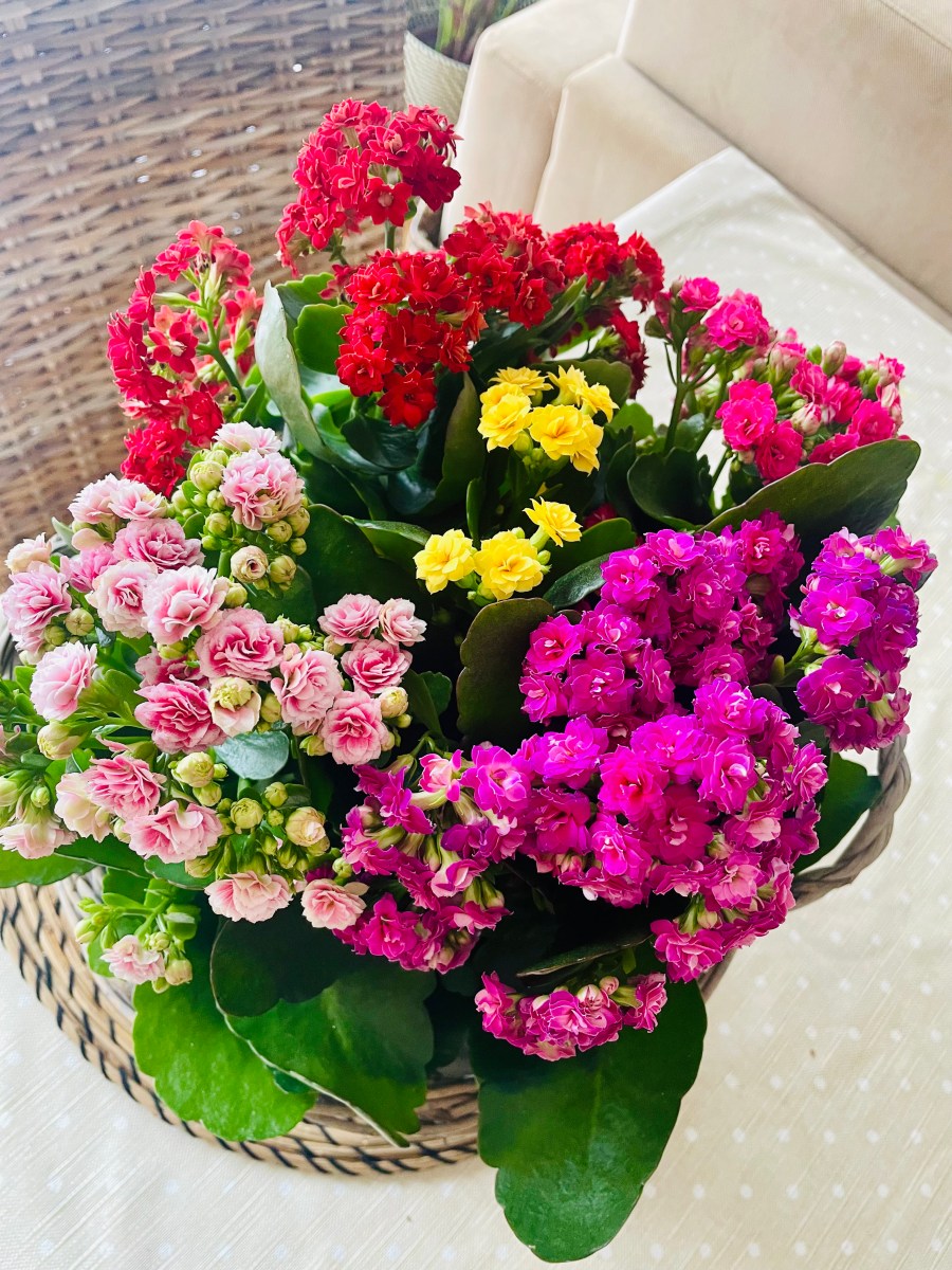 Bringing colour to your life – Gabriela D. Spencer